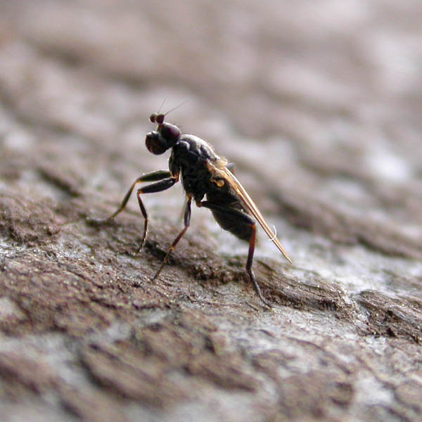 Diptera.info - Discussion Forum: Sphaeroceridae, Hungary